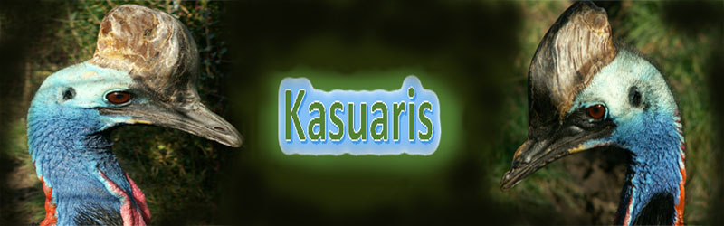 Casuarissen